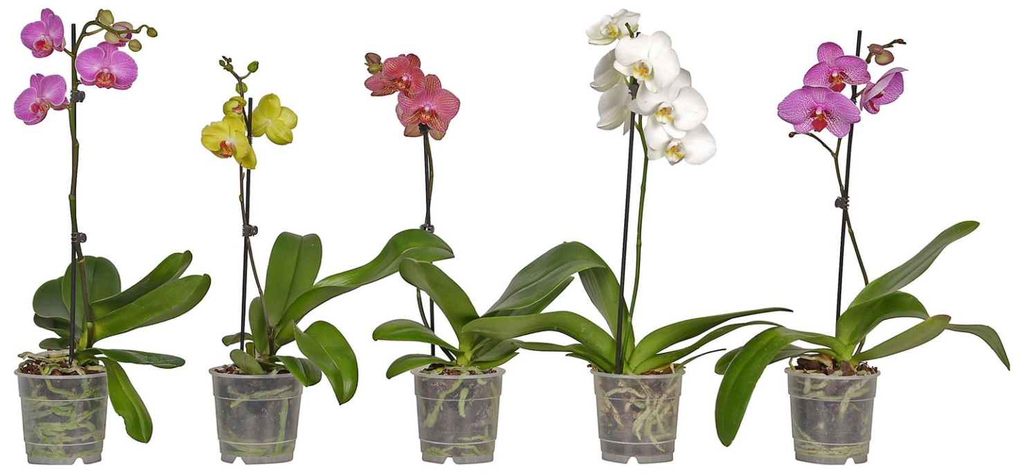 Орхидея Фаленопсис Мультифлора d12 h30-40 купить с доставкой в МЕГАСТРОЙ Казань